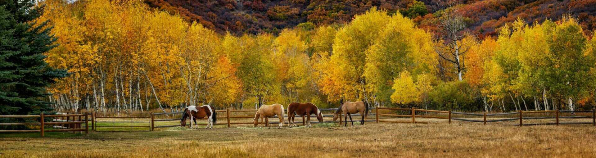 Colorado Addiction Recovery Ranch Program | Flatirons Recovery